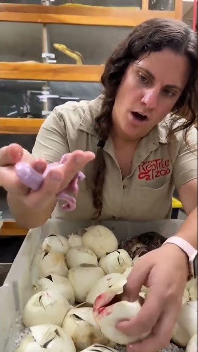 baby python from python eggs #babypython #pythoneggs #pythonsnake #shorts - YouTube