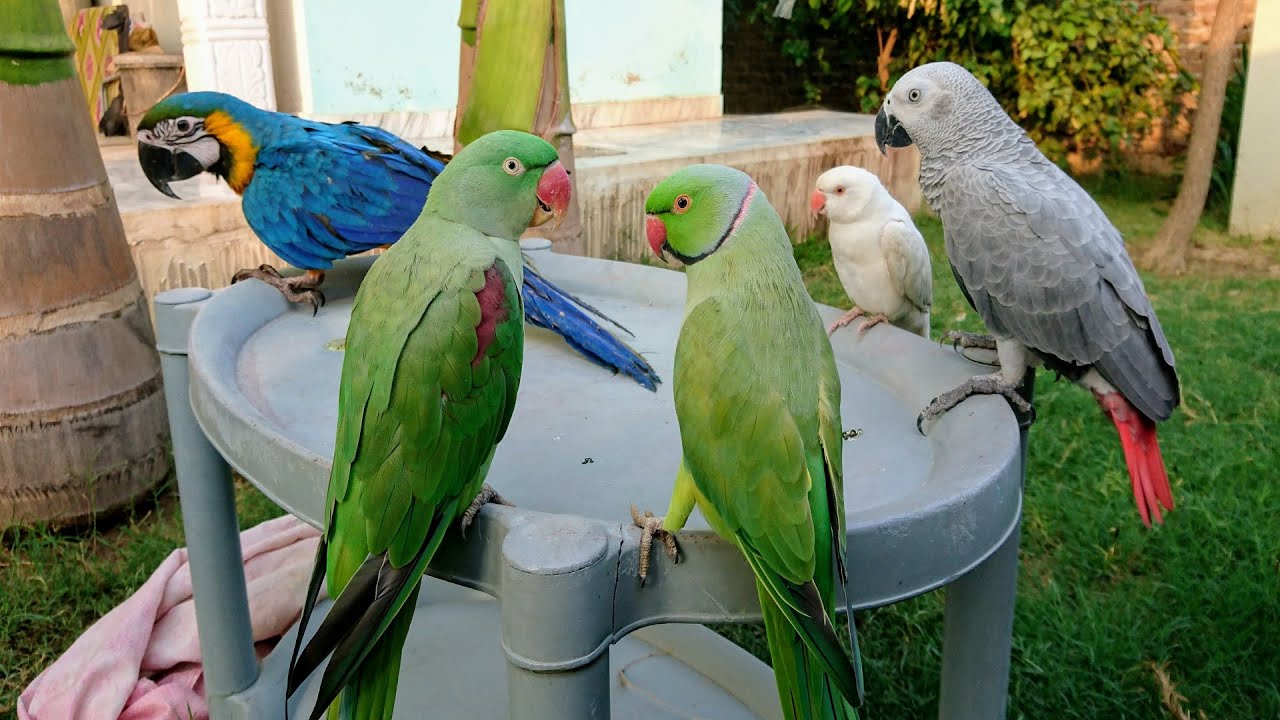 My Parrot Collection! - YouTube