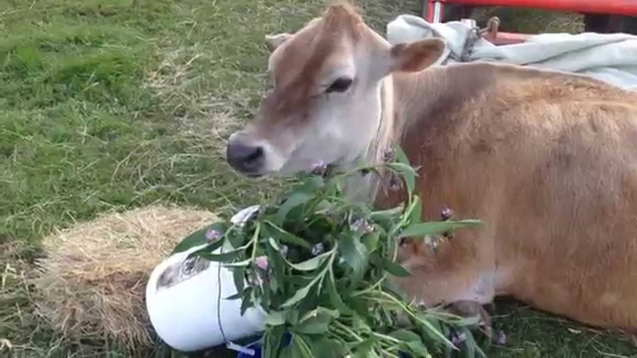Comfrey for Down Cow - YouTube