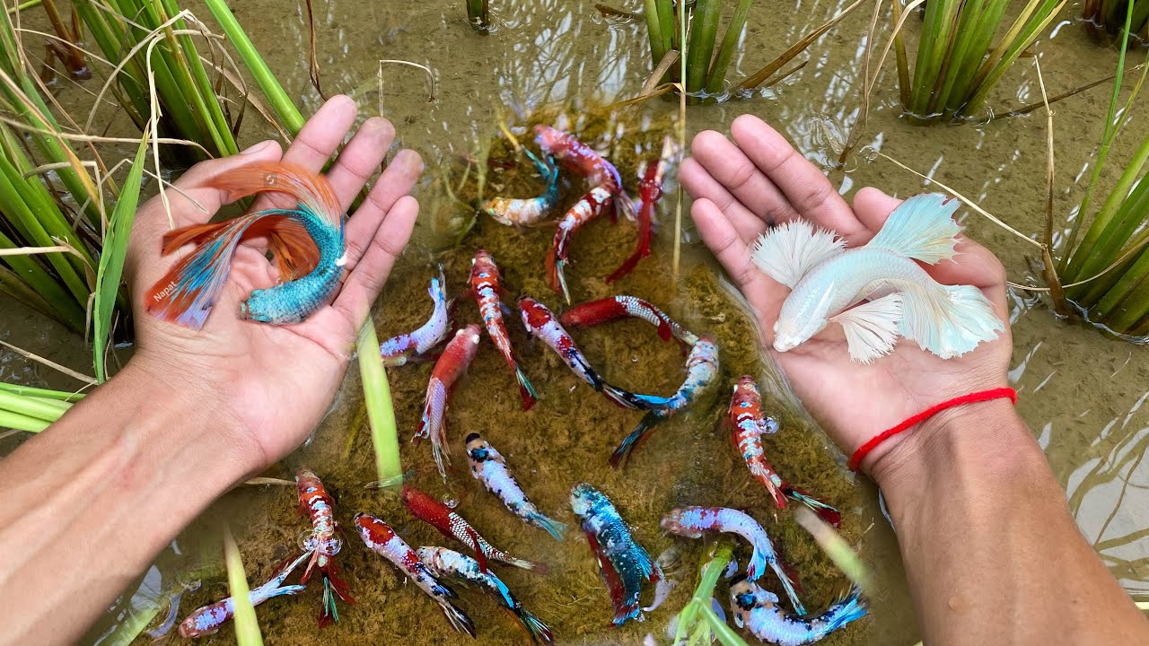 Wow!!Amazing Unbelievable Unique Catch Betta Fish Catching And Finding ...