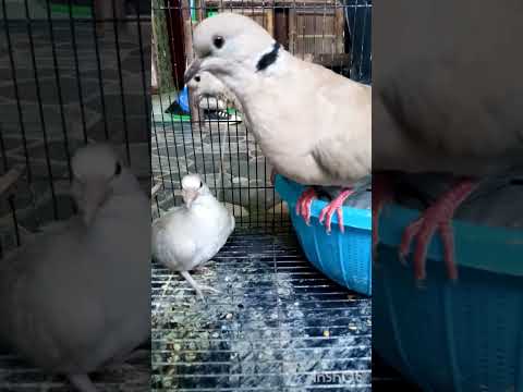 Kasus ,birahi sama janda..!!