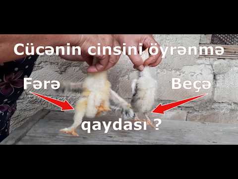 Cücələrin XORUZ və ya Fərə olmağını necə bilmək olar ? Cücələrə təbi üsulla yemlənməsi
