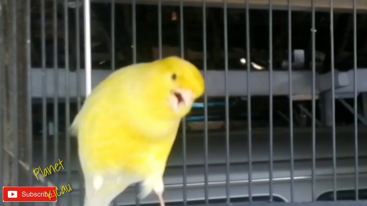 Yellow canaries sound to stimulate the sound of bird material - YouTube