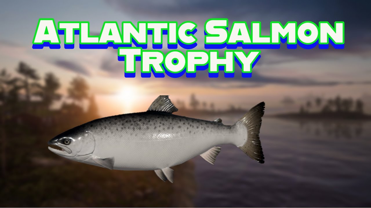 Russian Fishing 4 | Trophy Atlantic Salmon By Sigutis - YouTube