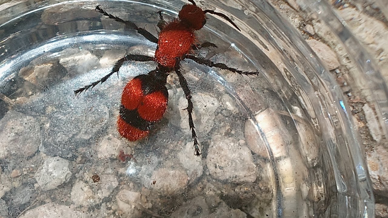 CLOSE UP LOOK OF A VELVET ANT AKA THE COW KILLER - YouTube