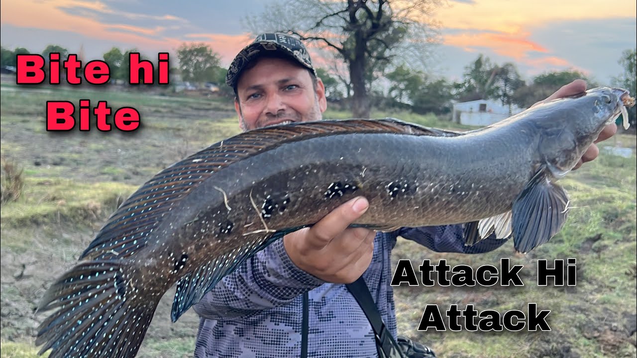 Incredible Fishing/Maral Fishing In Dame! Murrel Live Attack! Giant ...