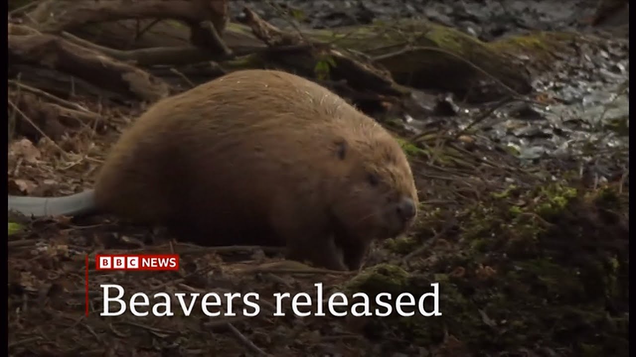 More beavers released in the continued rewilding (in another first) for ...