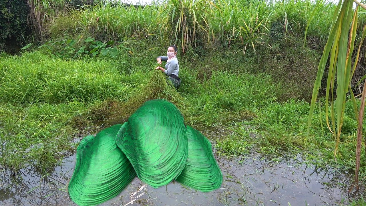 👑The giant green clam hiding under the water plant has beautiful pearls ...