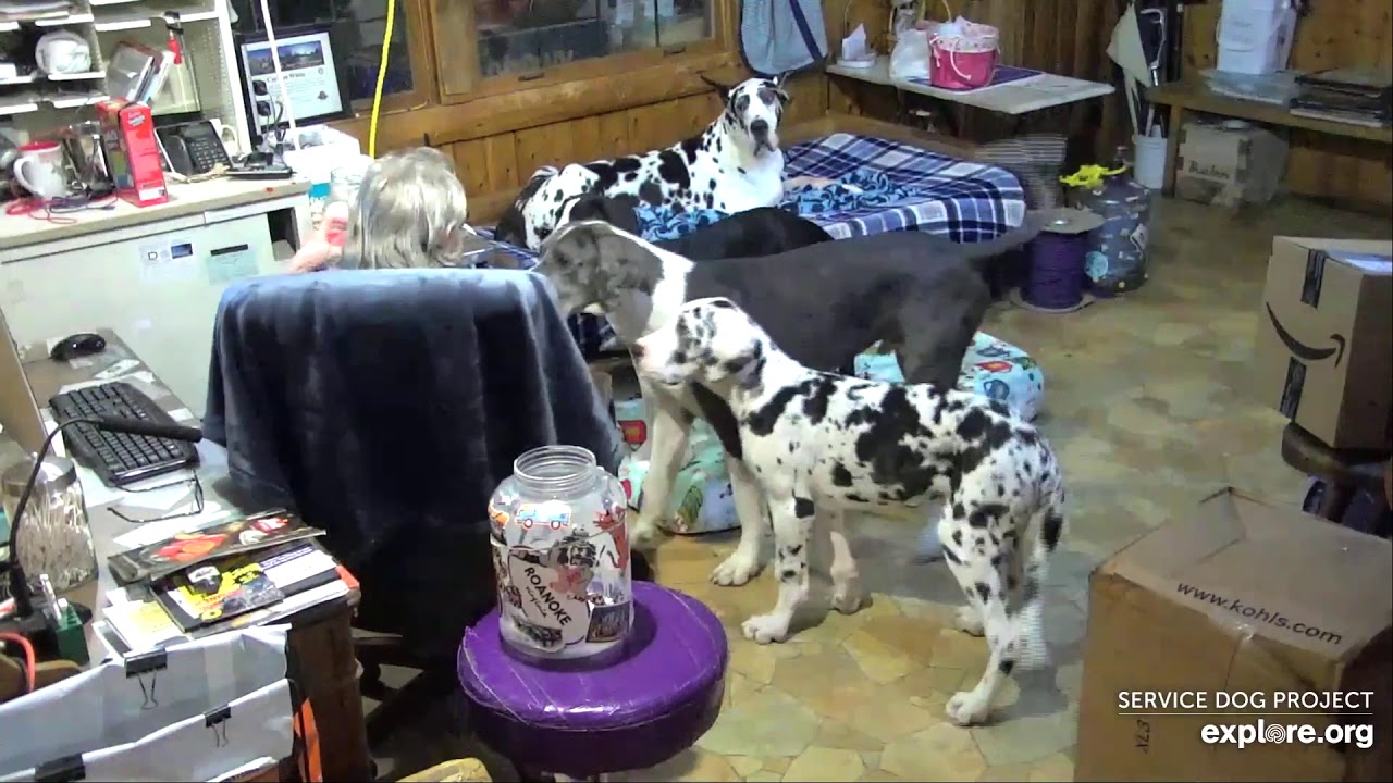 Service Dog Project great danes Explore org Google Chrome 2020 12 01 18 ...