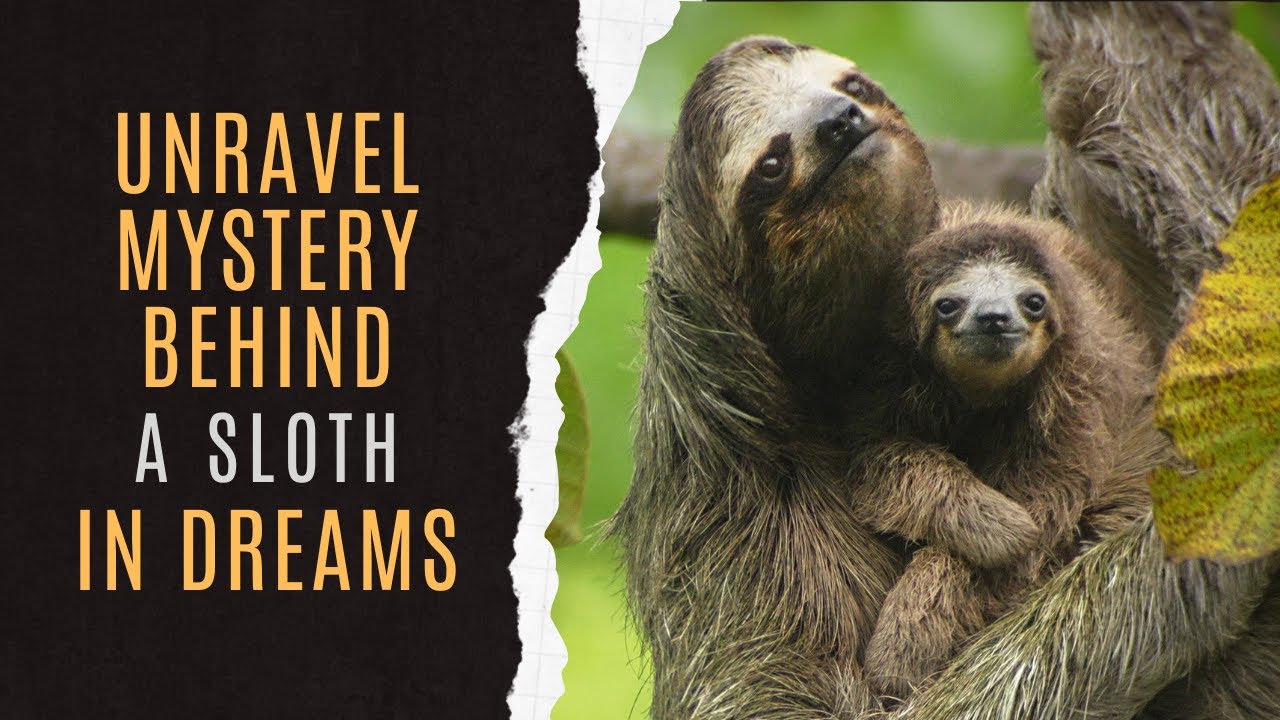 🦥Dream Dictionary Sloth | Sloth Dream Analysis | The Power Of Sloth ...