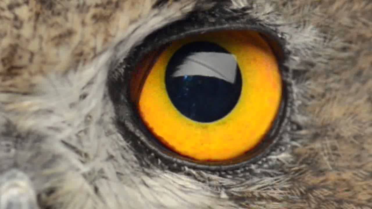 Owl Commercial - YouTube