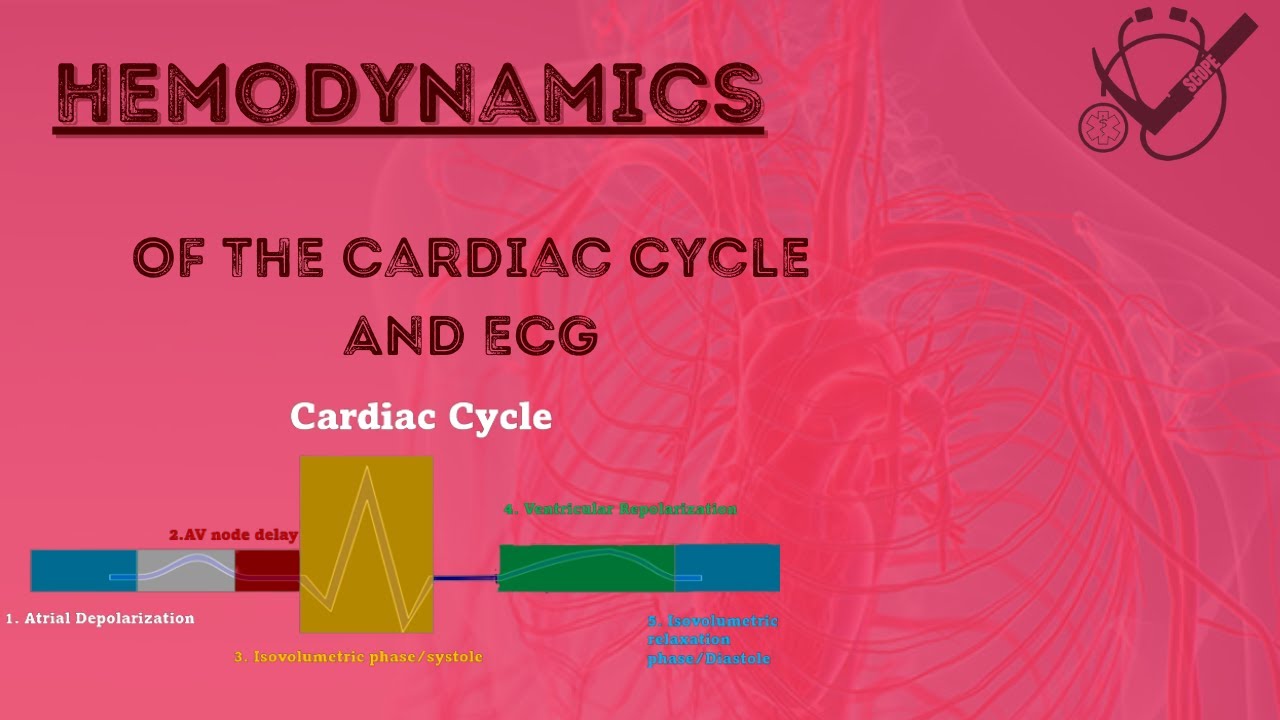 Cardiovascular Hemodynamics 101 For Nursing Youtube