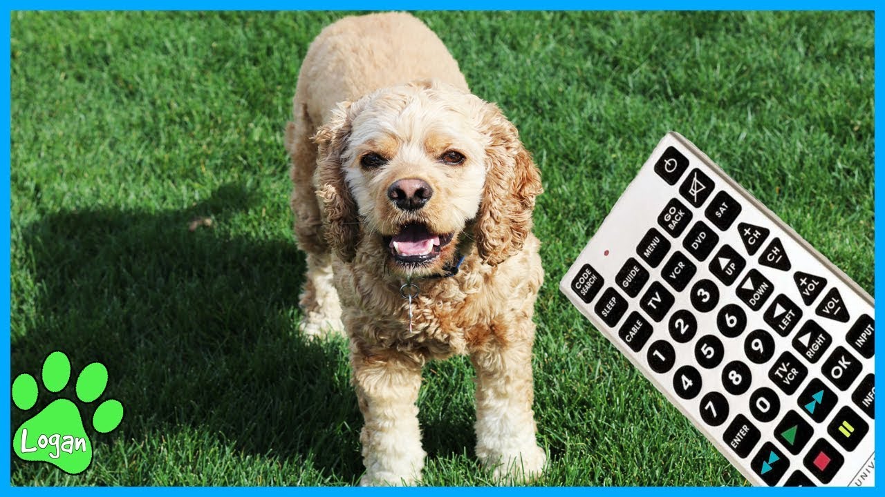 Cute Dog Does Pause Challenge / Logan The Adventure Dog - YouTube