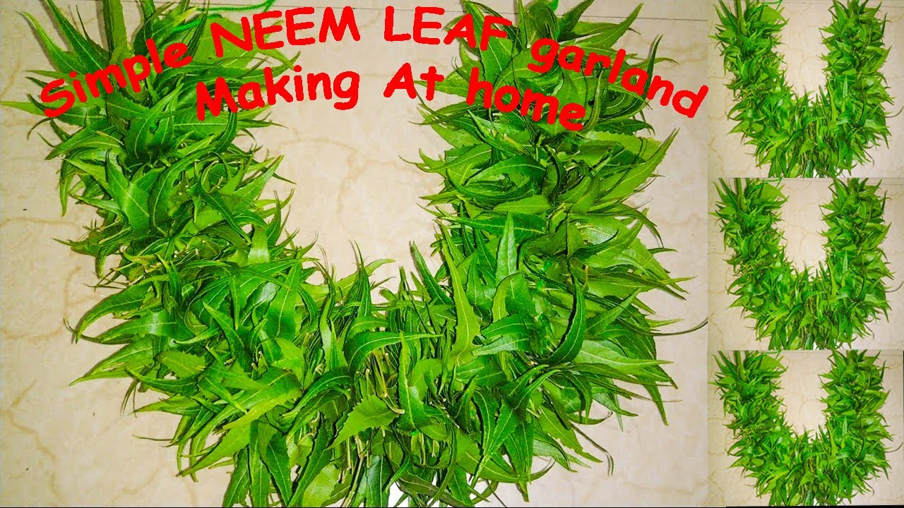 $ How To String Tie Neem Leaf Garland,Veppilai Malai Making,Veppilai ...