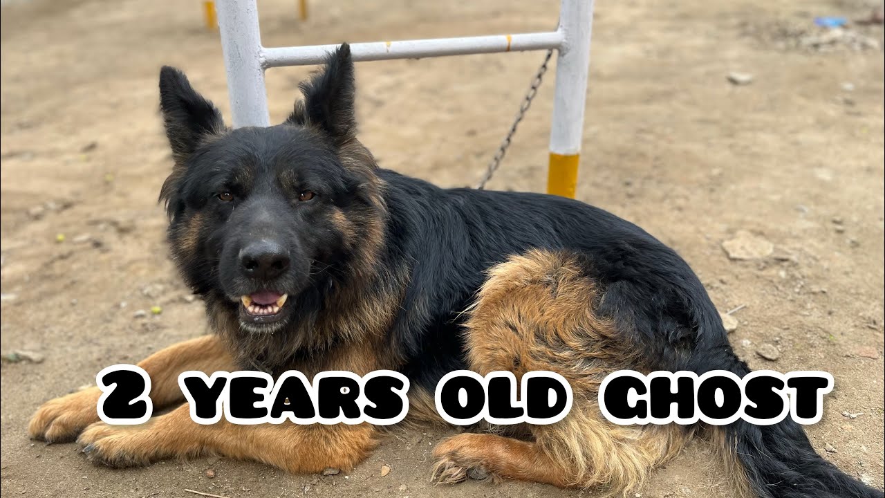2 years old ghost | German shepherd 🖤 - YouTube