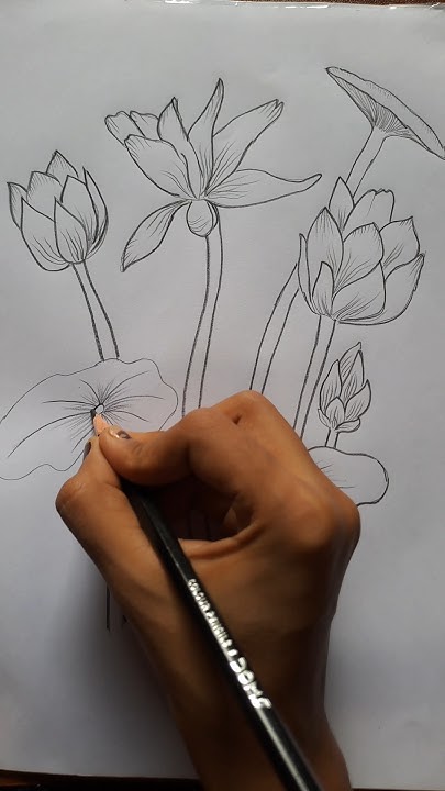 How to draw beautiful lotus flower with pencil #viralshorts # ...
