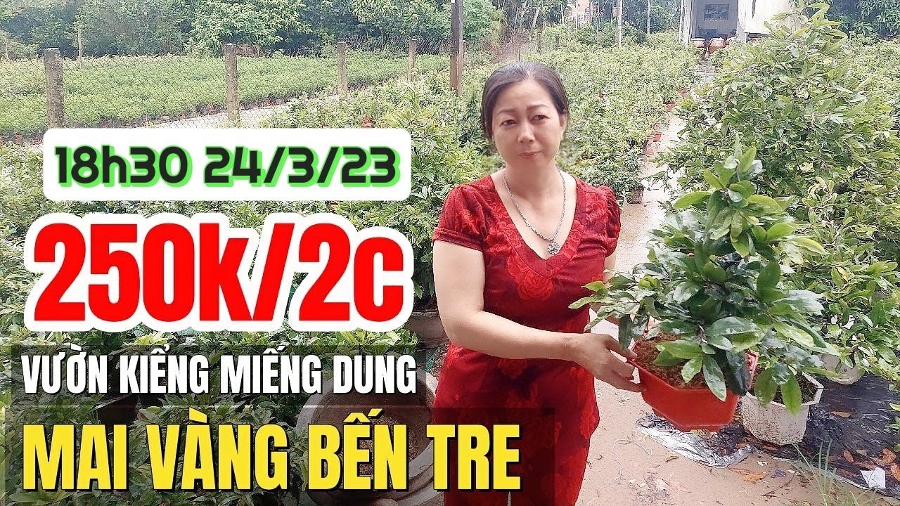 24/3 🔴Vườn Kiểng hơn 35 giống Bến Tre bao rẻ 250k/2c bonsai đẹp vườn ...