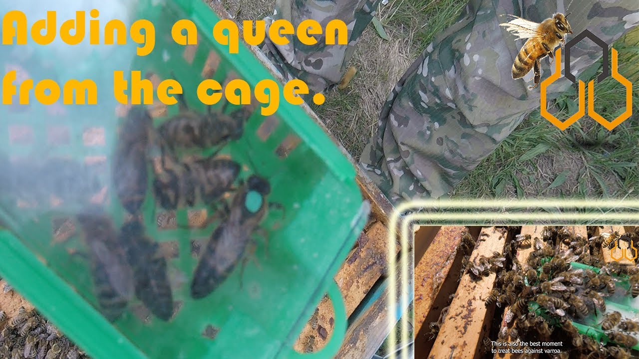 How To Add Bee Queen To The Hive? | Properly Installing Queen From The ...