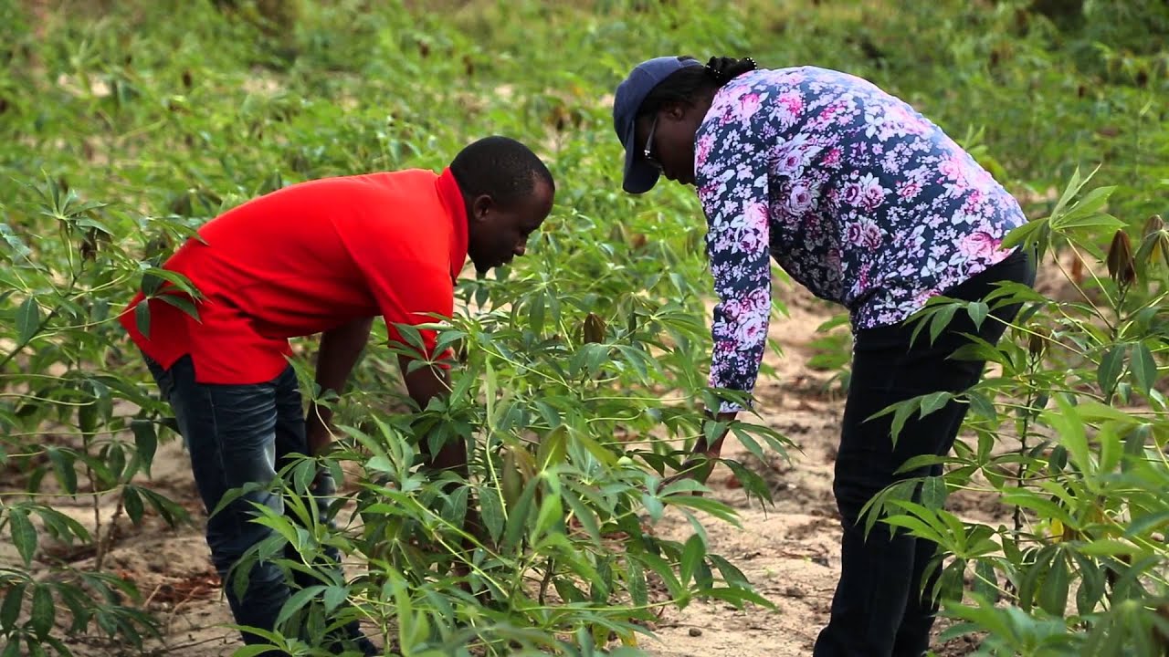 African Cassava Agronomy Initiative (ACAI) – Remarks by guest of honor ...