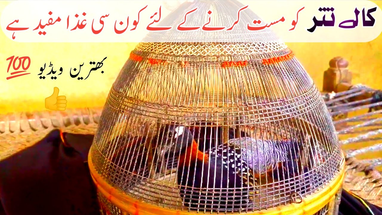 Black teetar video|Kala teetar ko mast krny ke ly behtreen ghiza|in ...