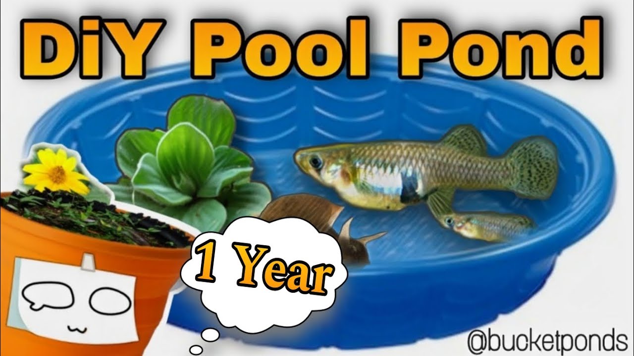 1 Year MAINTENANCE 🐟 DiY FISH POND FROM KIDDIE PLAY POOL | 🐸 NATURAL ...