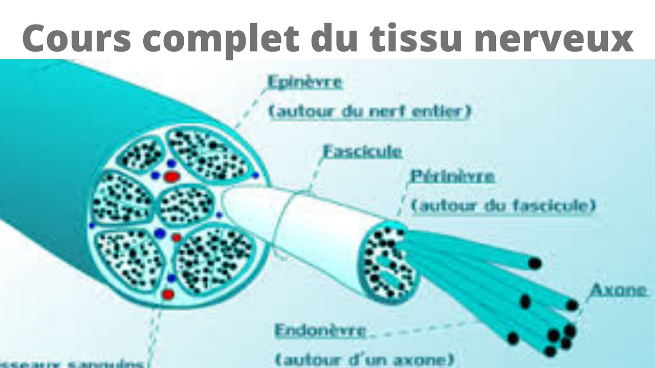 LE TISSU NERVEUX - YouTube