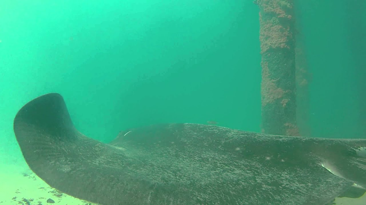 Rye Pier 140214 - Ray - YouTube