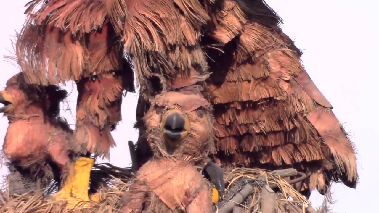 MIS CELOS - ÁNGEL ANÍBAL ROSADO - SANTIAGO DE SURCO - YouTube