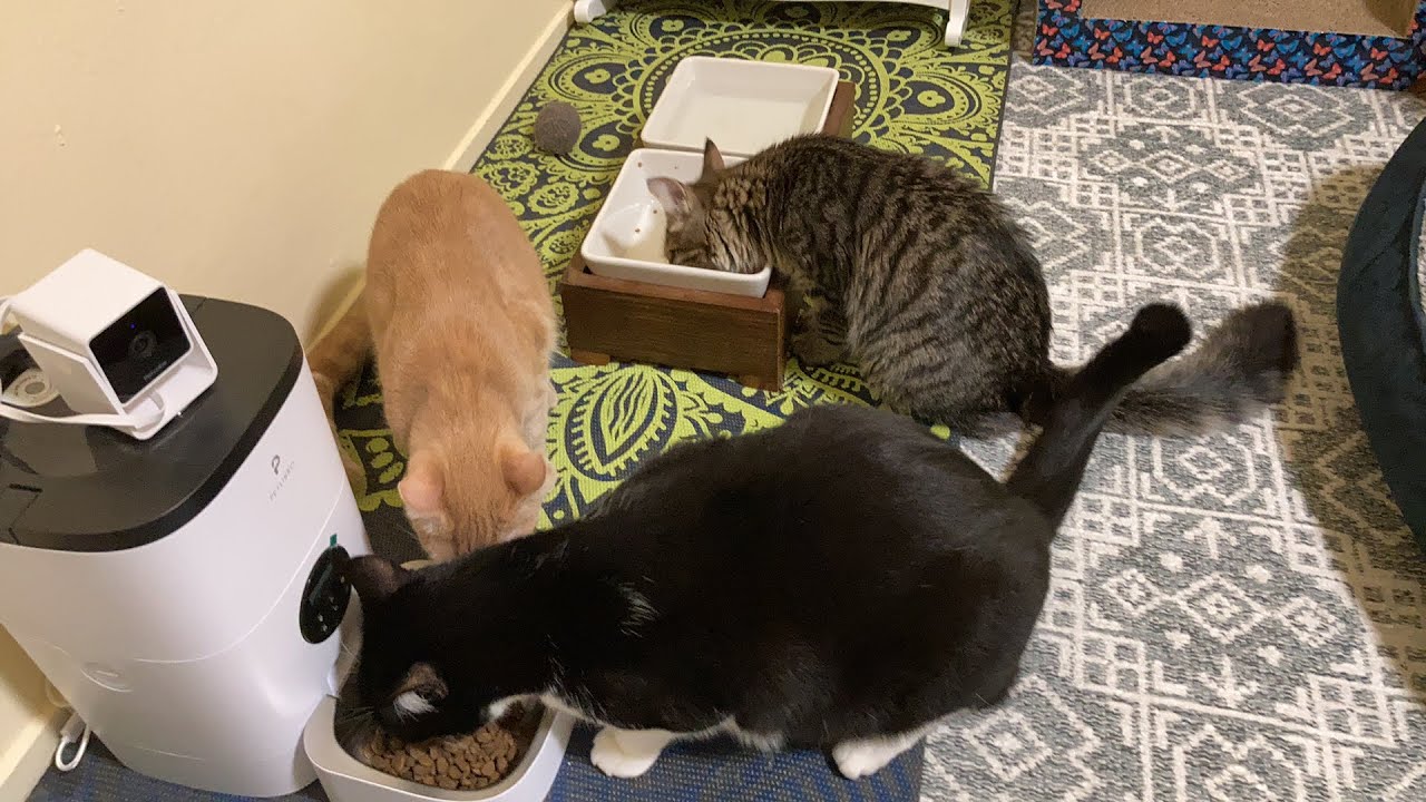 Happy eating Three Cats - YouTube