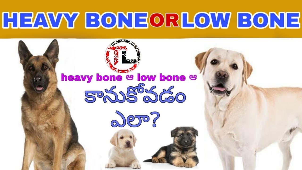 How to check heavy bone or low bone dogs | German Shepherd & Labrador ...