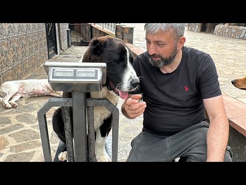 ALABAİ BOSS BİZİ ŞAŞIRTTI 😳6 AYLIK YAVRU AYI🐼