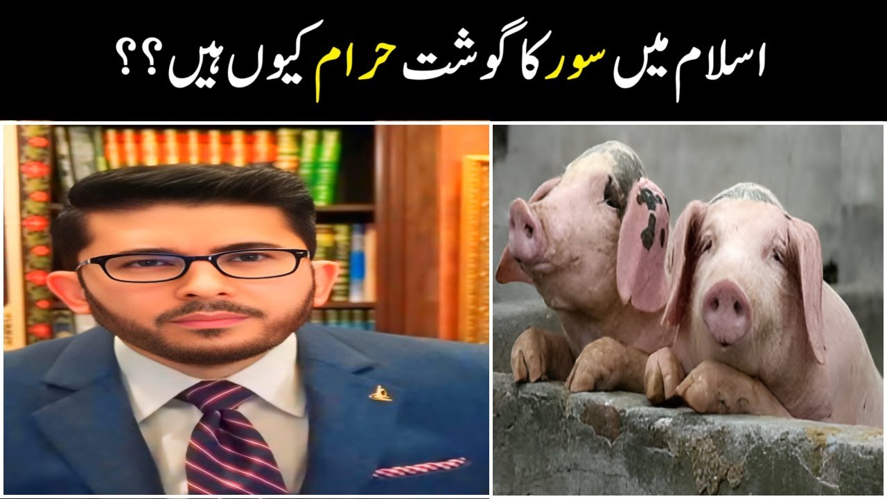 why Pork Meat Is Haram In Islam | Scintific Research @HassanAllahyari ...