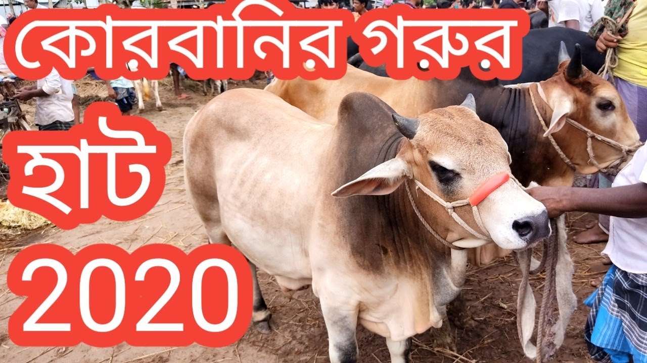 আজ রবিবার 19জুলাই/2020কোরবানির ষাঁড় গরুর দাম জানুন/2020cow market ...
