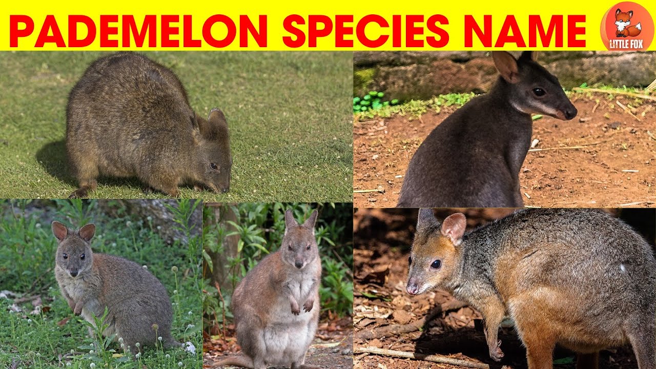 Kangaroo Cousins!🦘Learn Pademelon Species Names in English for Kids # ...