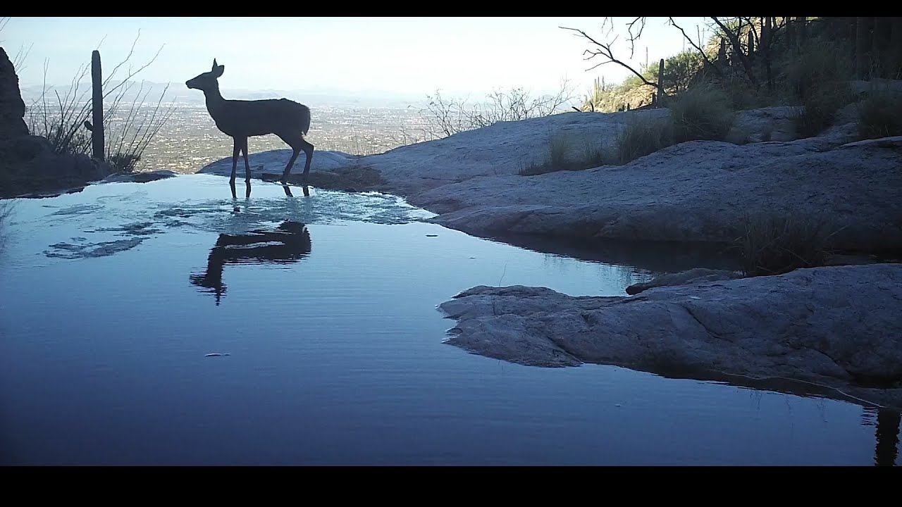 Deer at the Infinity Pool - YouTube