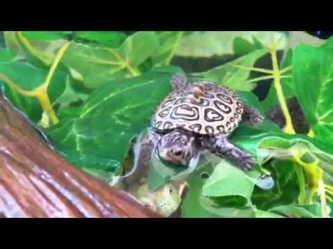 Super Blue Concentric Diamondback Terrapin - YouTube