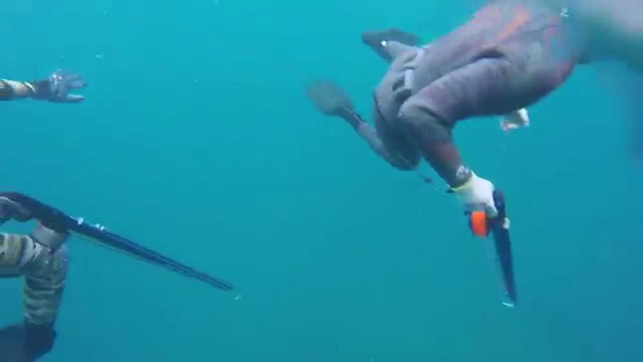 Curious shark comes in close - YouTube