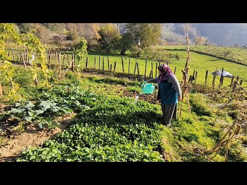 🍂 Köyde Sonbahar Güzelliği | Günlük Köy İşleri & Doğal Yaşam