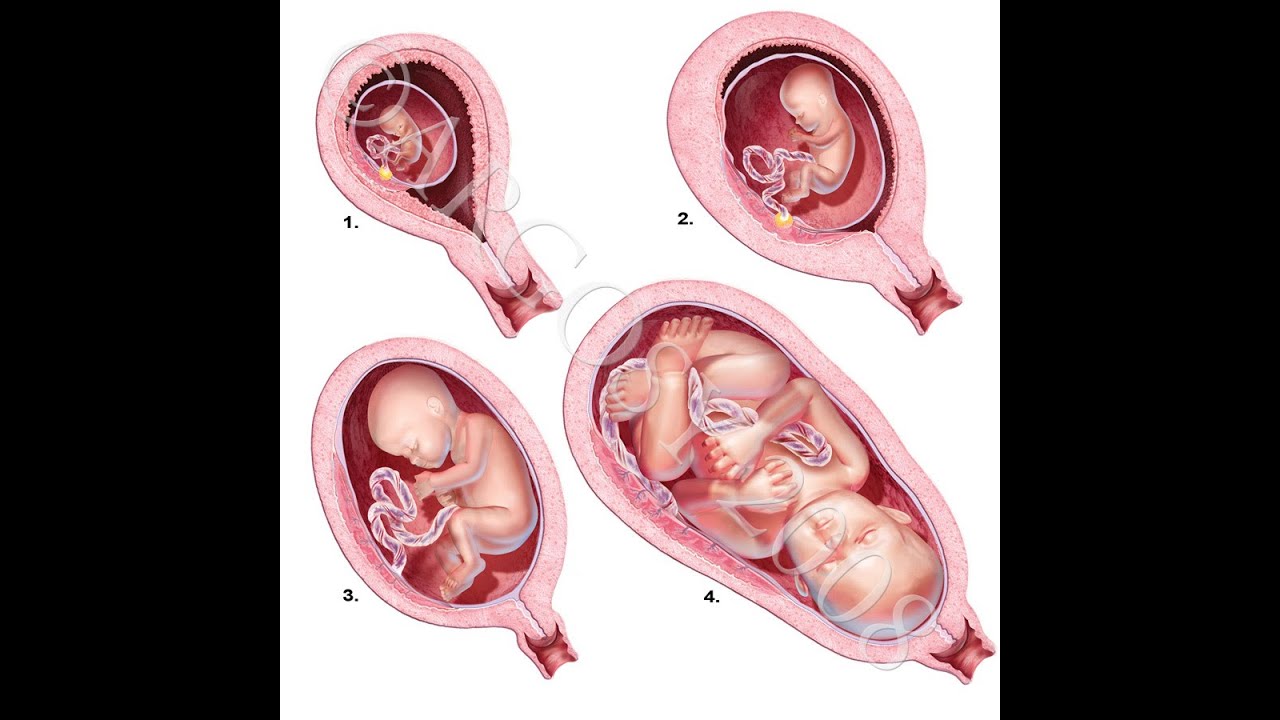 Comprendre Svt La Reproduction Chez Lhomme Partie1 Youtube