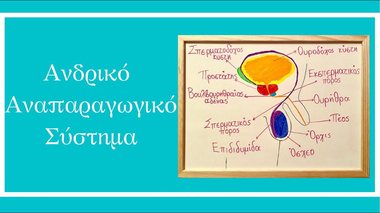 Ανδρικό Αναπαραγωγικό Σύστημα Youtube