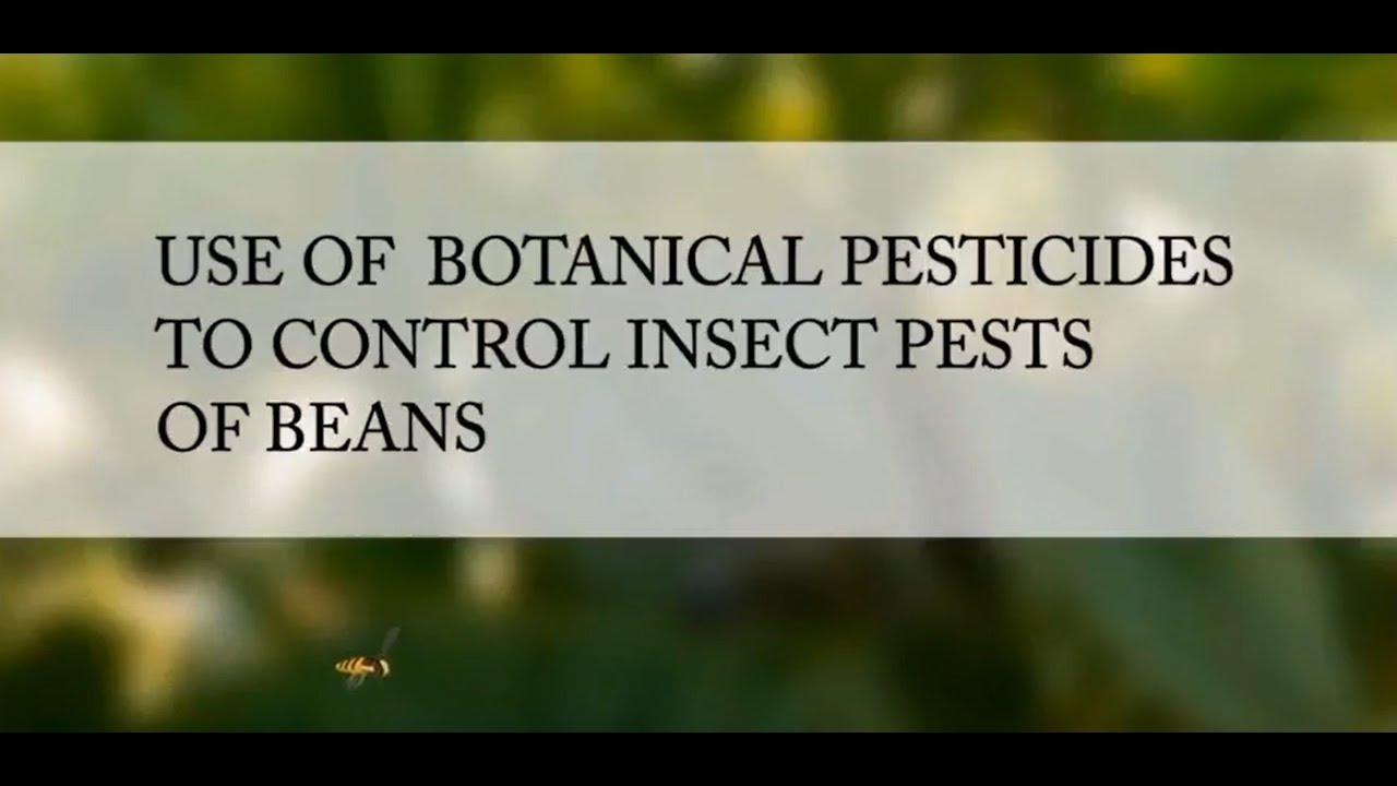 Use of botanical pesticides to control insect pests - YouTube