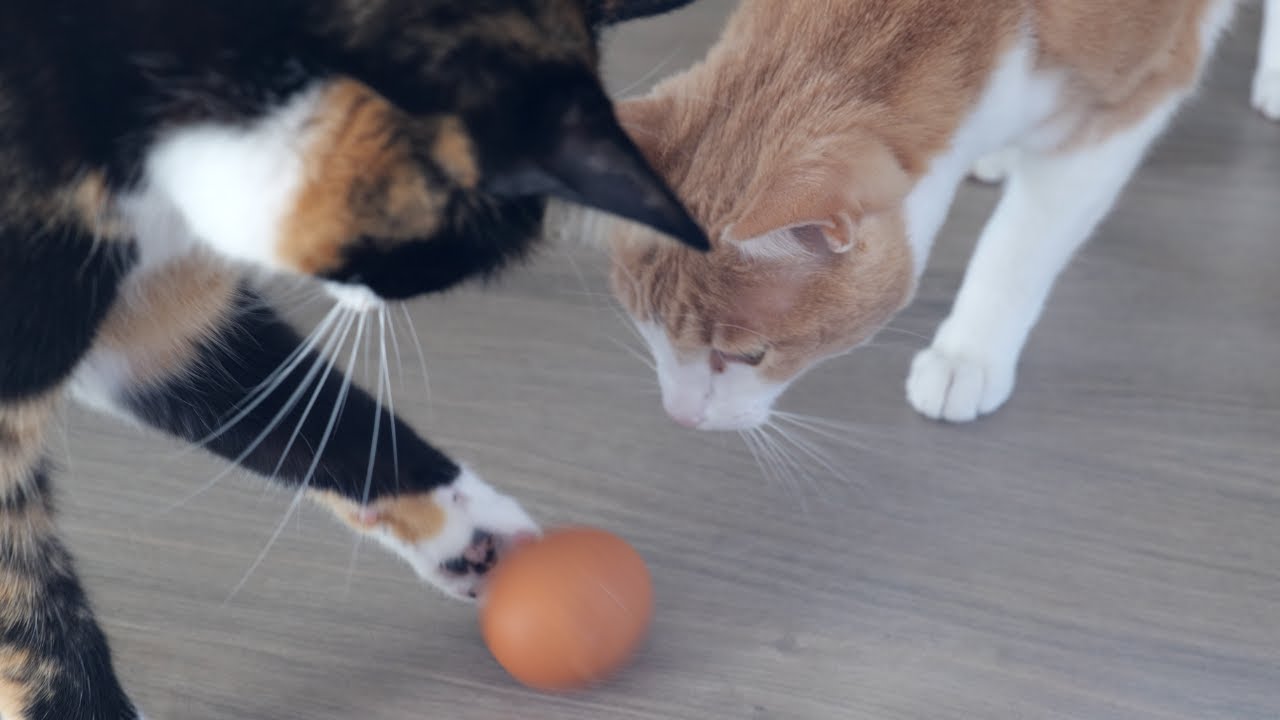 Cats Reaction To Egg - Food And/Or Toy? - YouTube