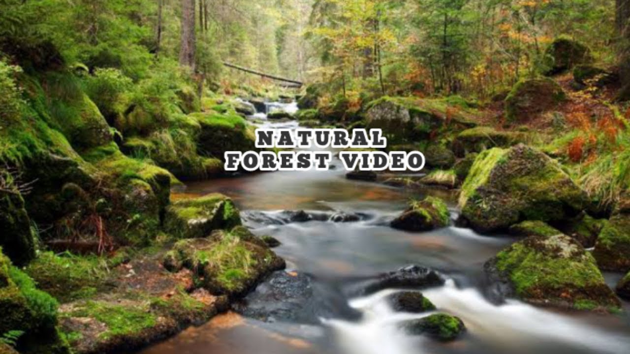 new natural video, forest video gallery - YouTube
