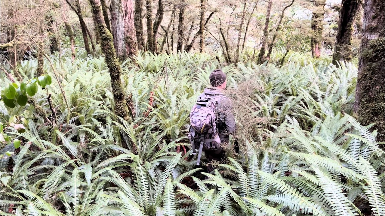 Bush Stalking Fallow Deer | Winter in the Blue Mountains NZ - YouTube