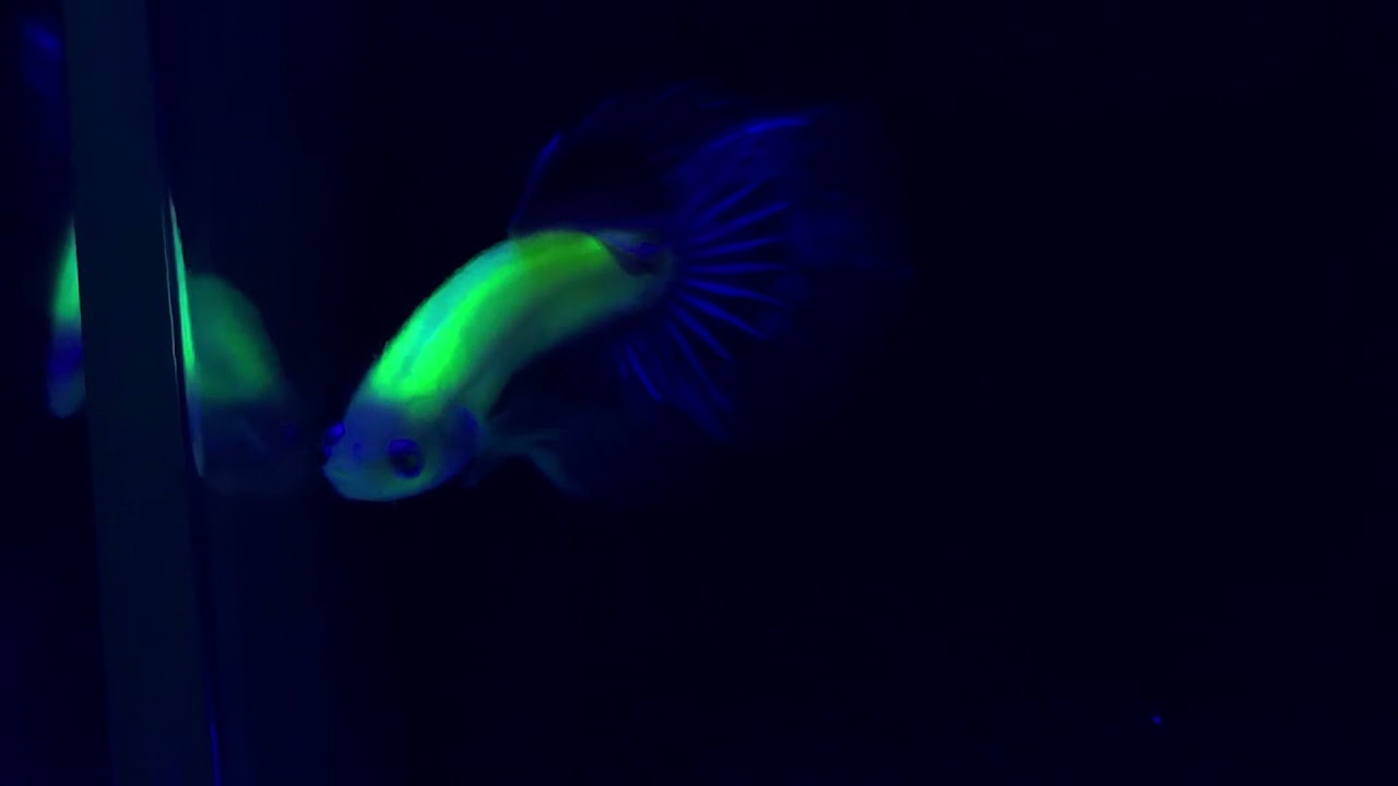 Betta GloFish male Electric Green GM11 - YouTube