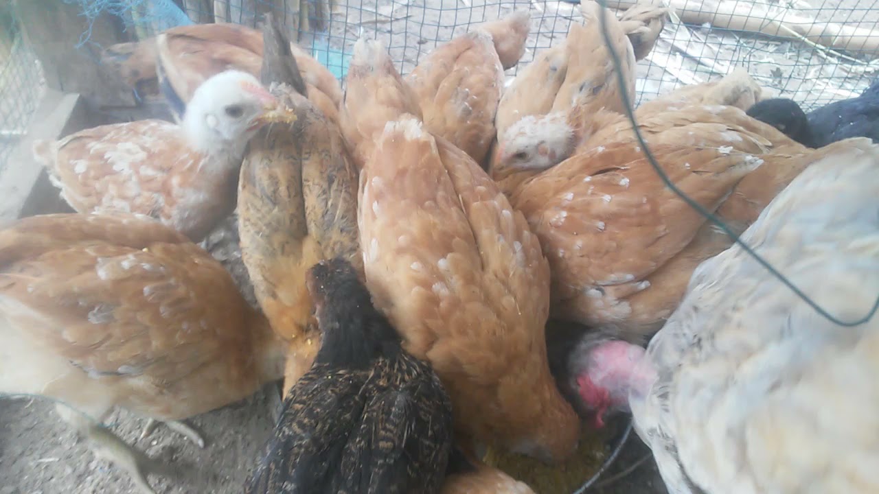 POLLITOS de un mes comiendo su concentrado 🐥 - YouTube