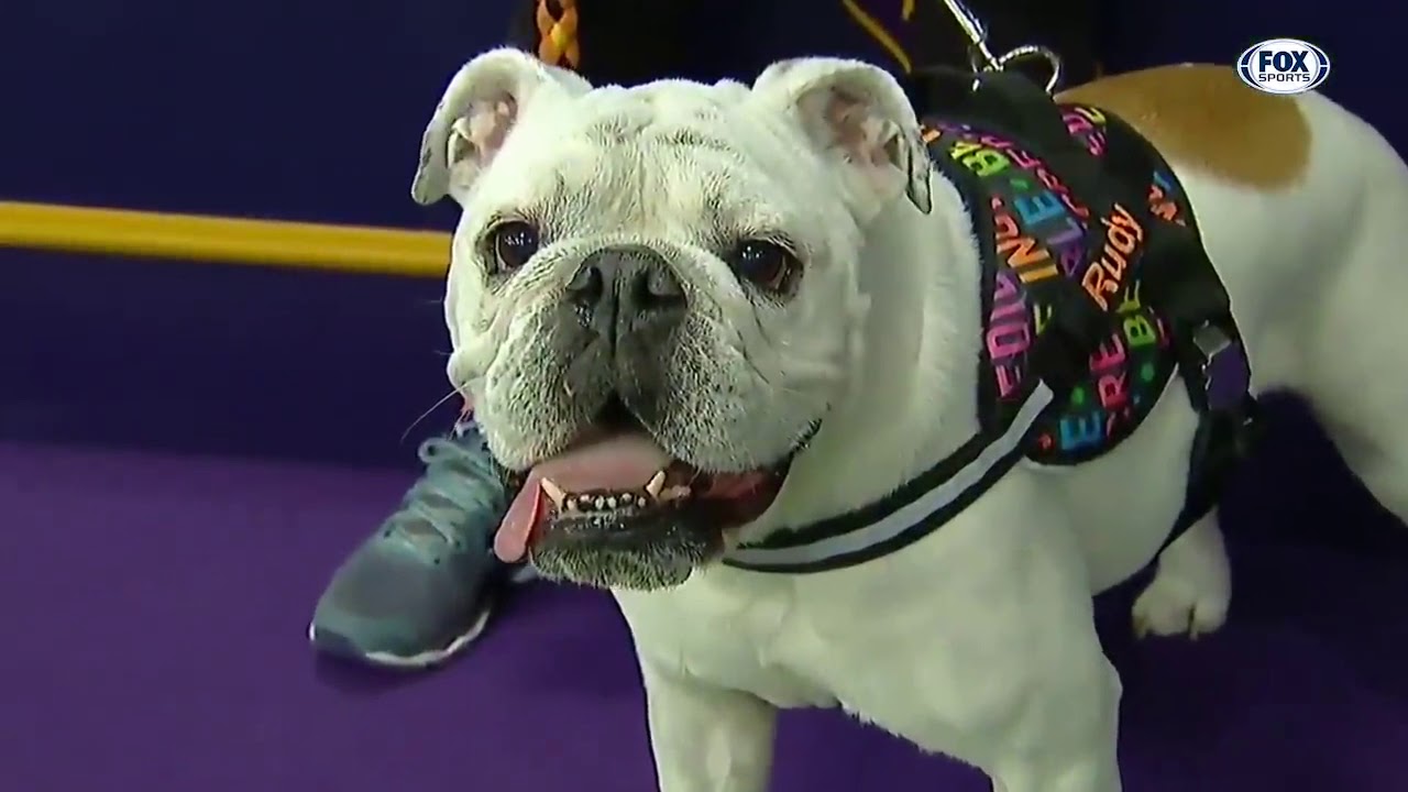 Top 5 dog performances which will surprise you. - YouTube
