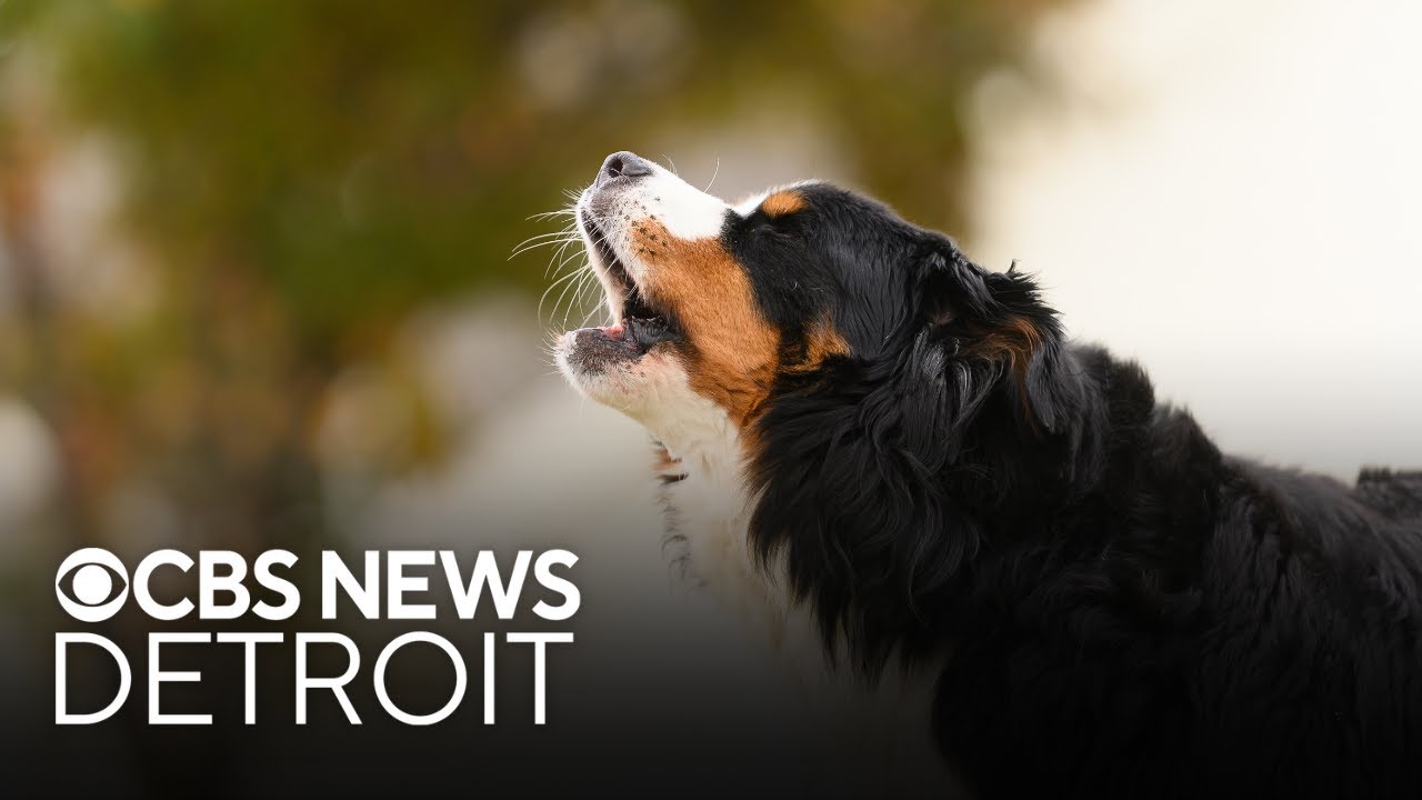 AI to interpret meaning of dog barks. University of Michigan professor ...