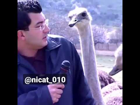 Quş özünsən😂😂😂😂😂😂😂 #shorts #harunmemmedov #prikollar