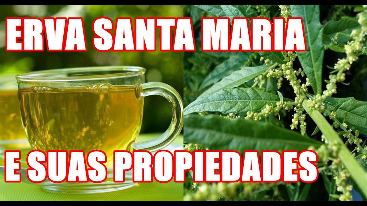 CHA DE ERVA SANTA MARIA UM PODEROSO VERMIFUGO ANALGÉSICO COMBATE ...
